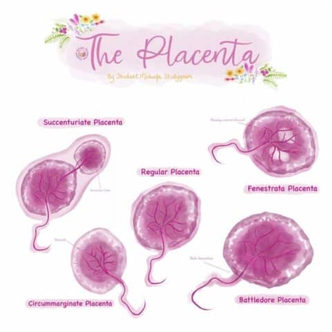 physiology | All4Birth